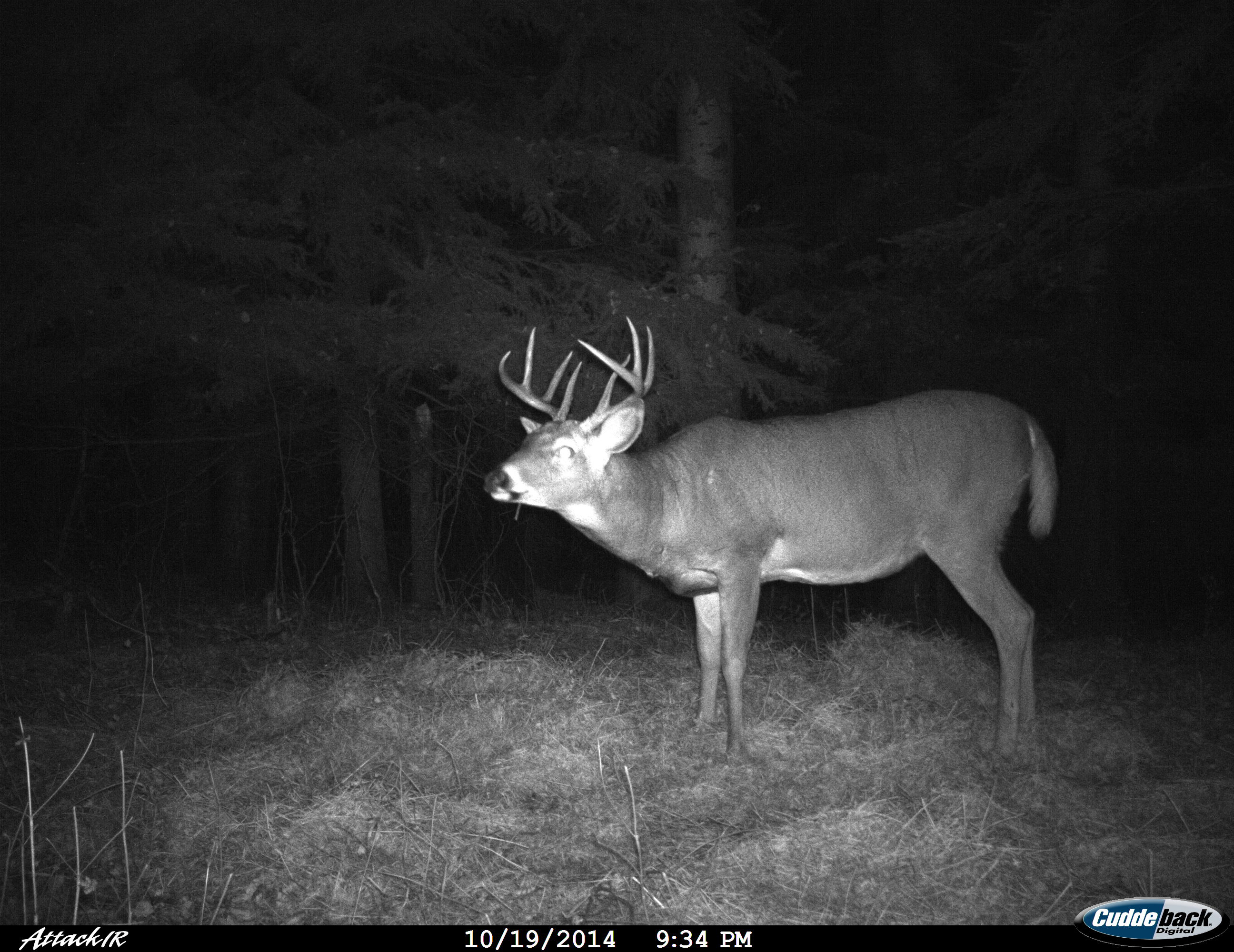 Saskatchewan Whitetail Trail Cam Photos | Safaris North Deer Scouting