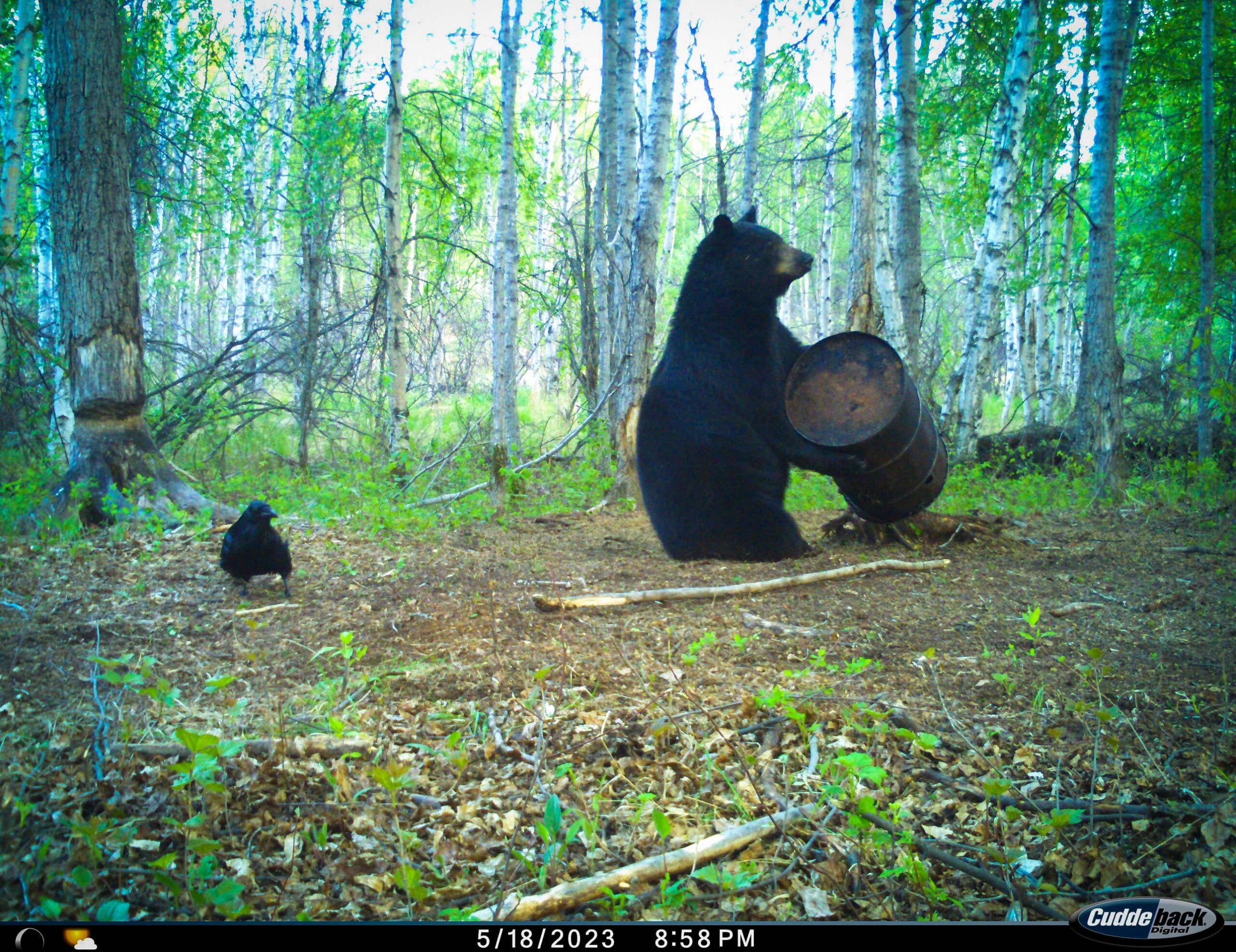 Saskatchewan Bear Trail Cam Photos | Safaris North Bear Scouting