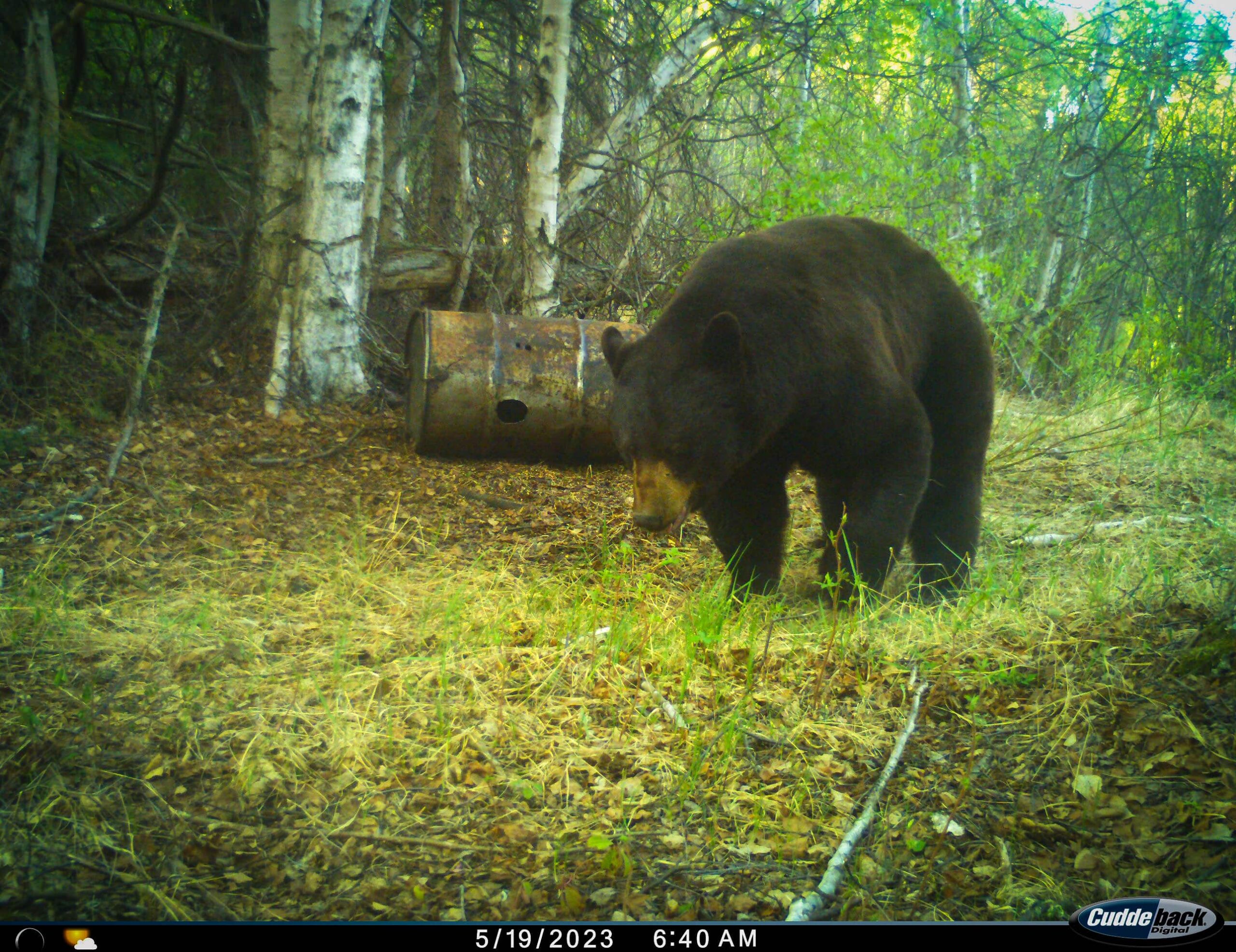 Saskatchewan Bear Trail Cam Photos | Safaris North Bear Scouting