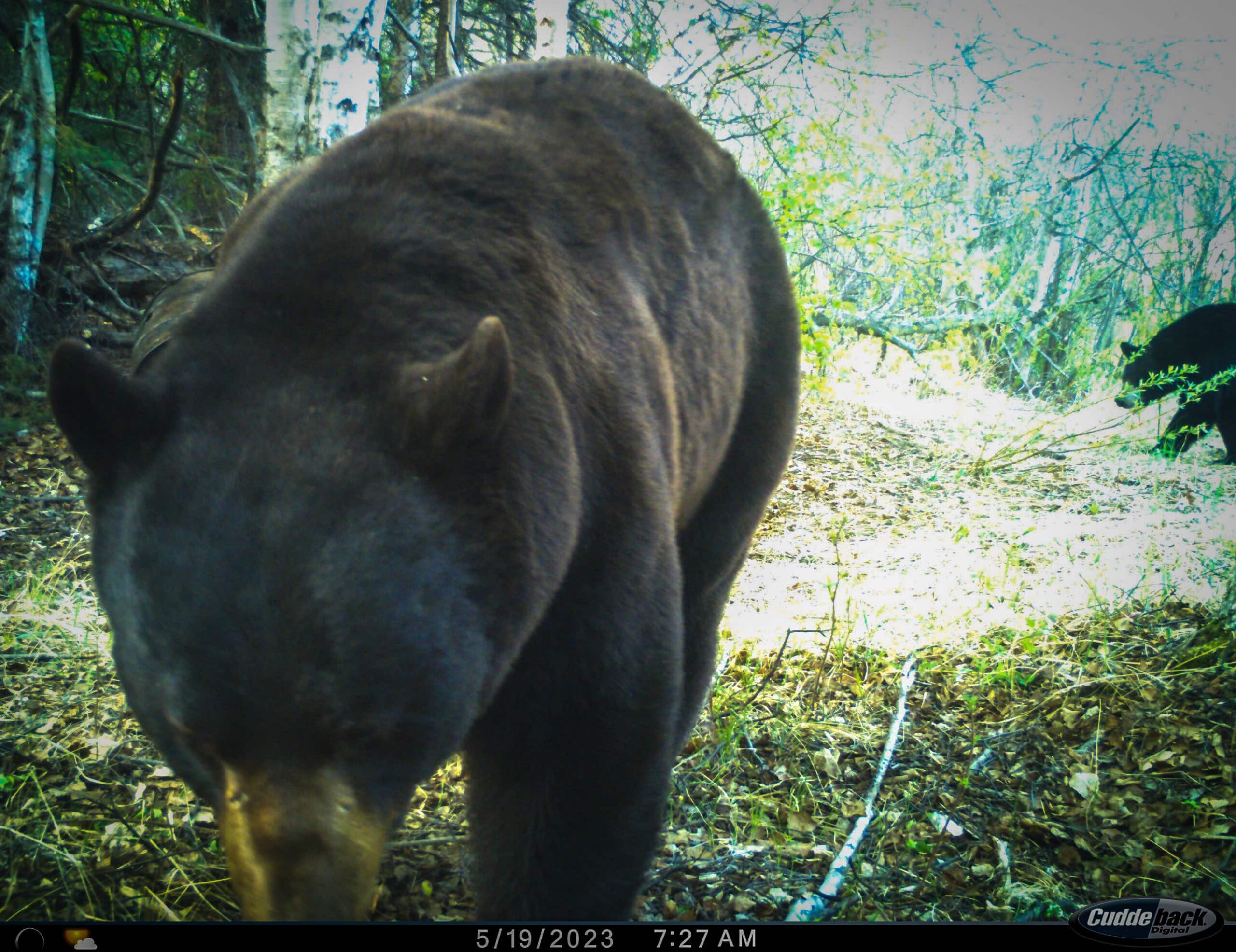 Saskatchewan Bear Trail Cam Photos | Safaris North Bear Scouting