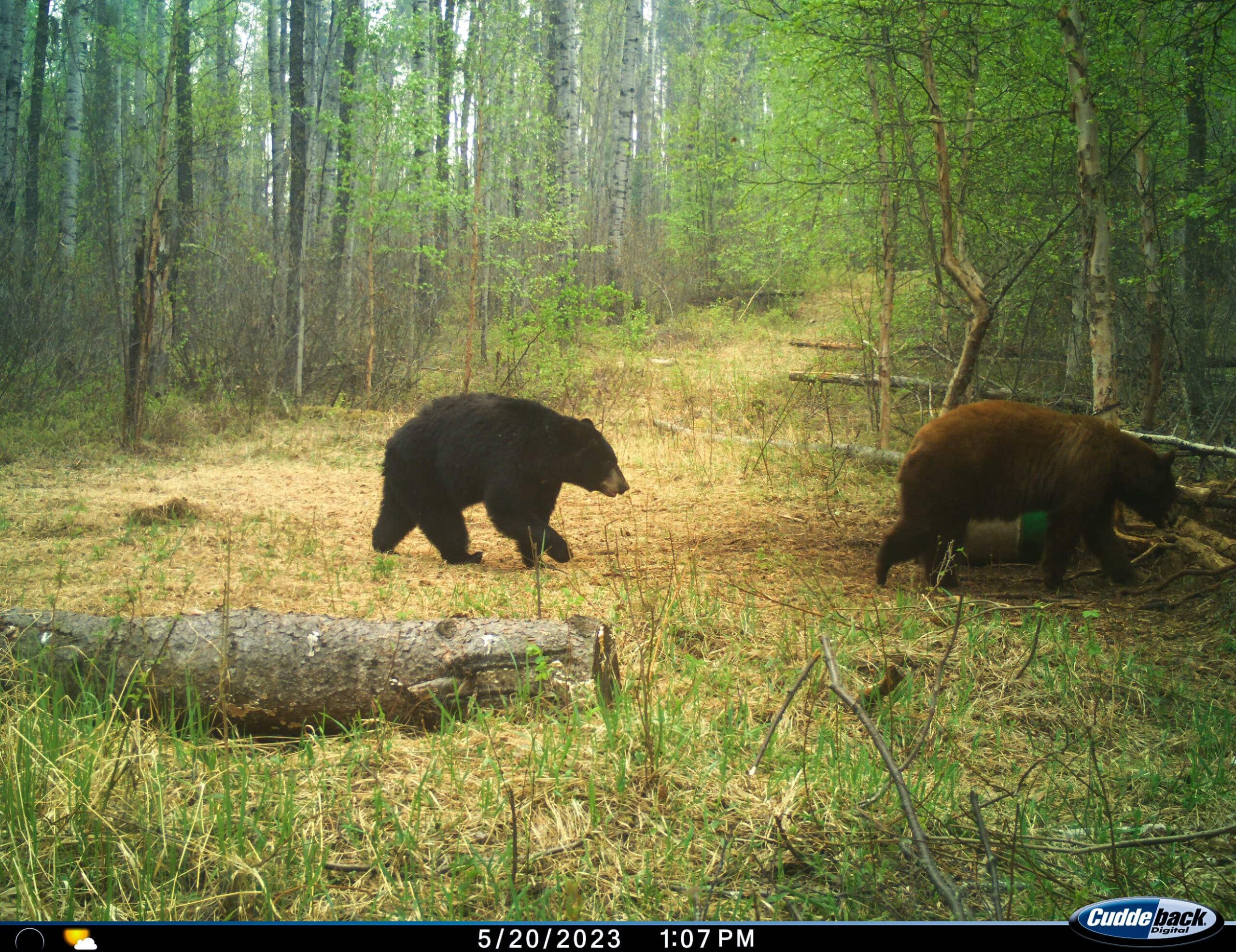 Saskatchewan Bear Trail Cam Photos | Safaris North Bear Scouting
