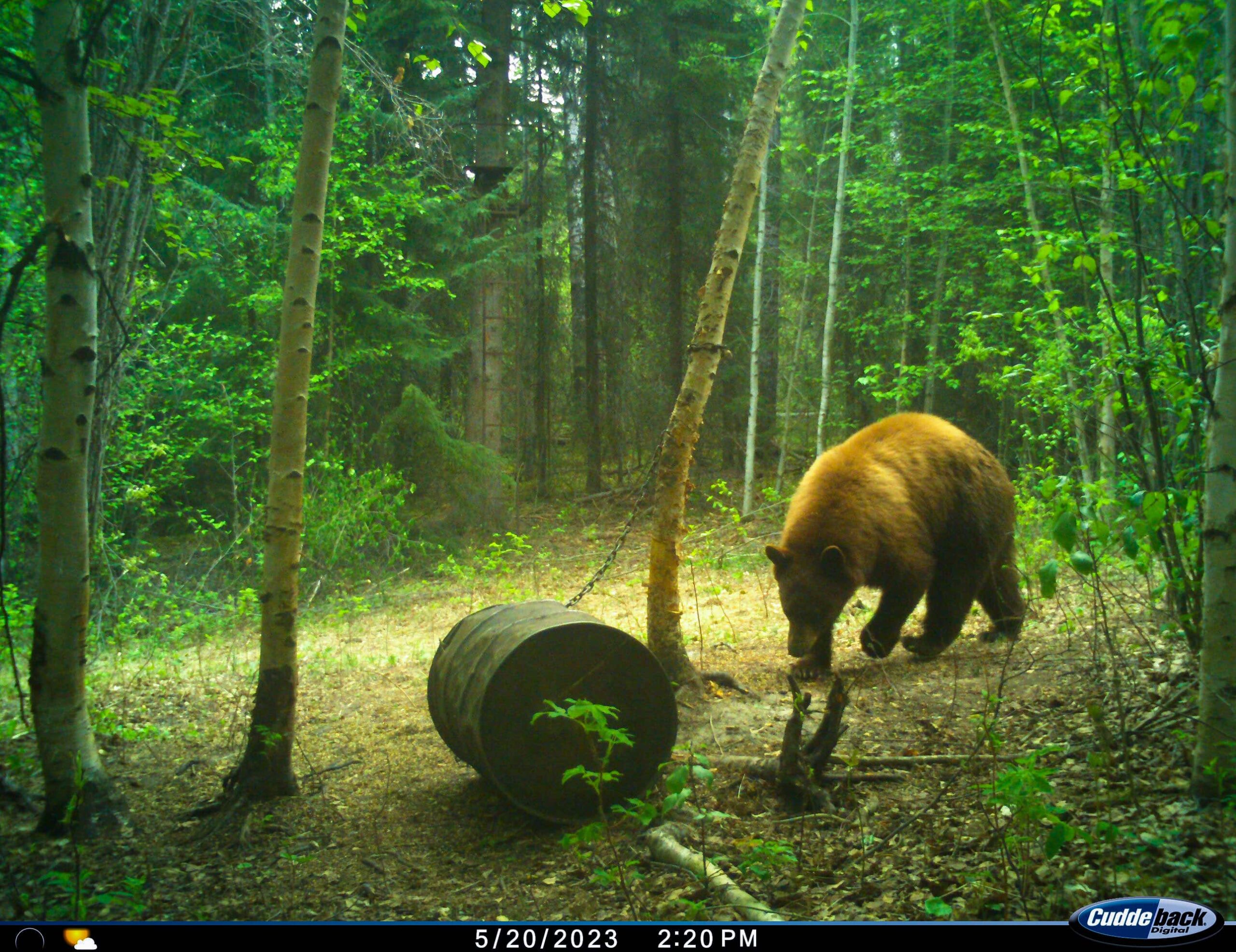 Saskatchewan Bear Trail Cam Photos | Safaris North Bear Scouting