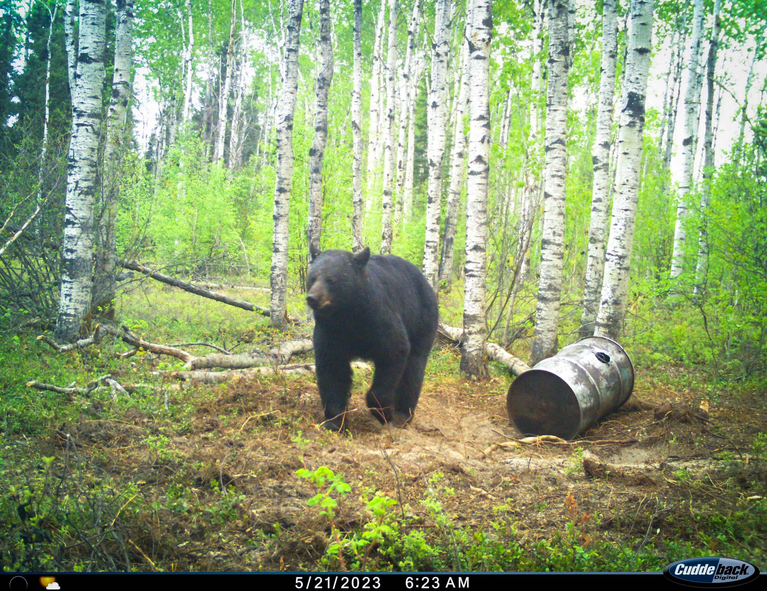 Saskatchewan Bear Trail Cam Photos | Safaris North Bear Scouting