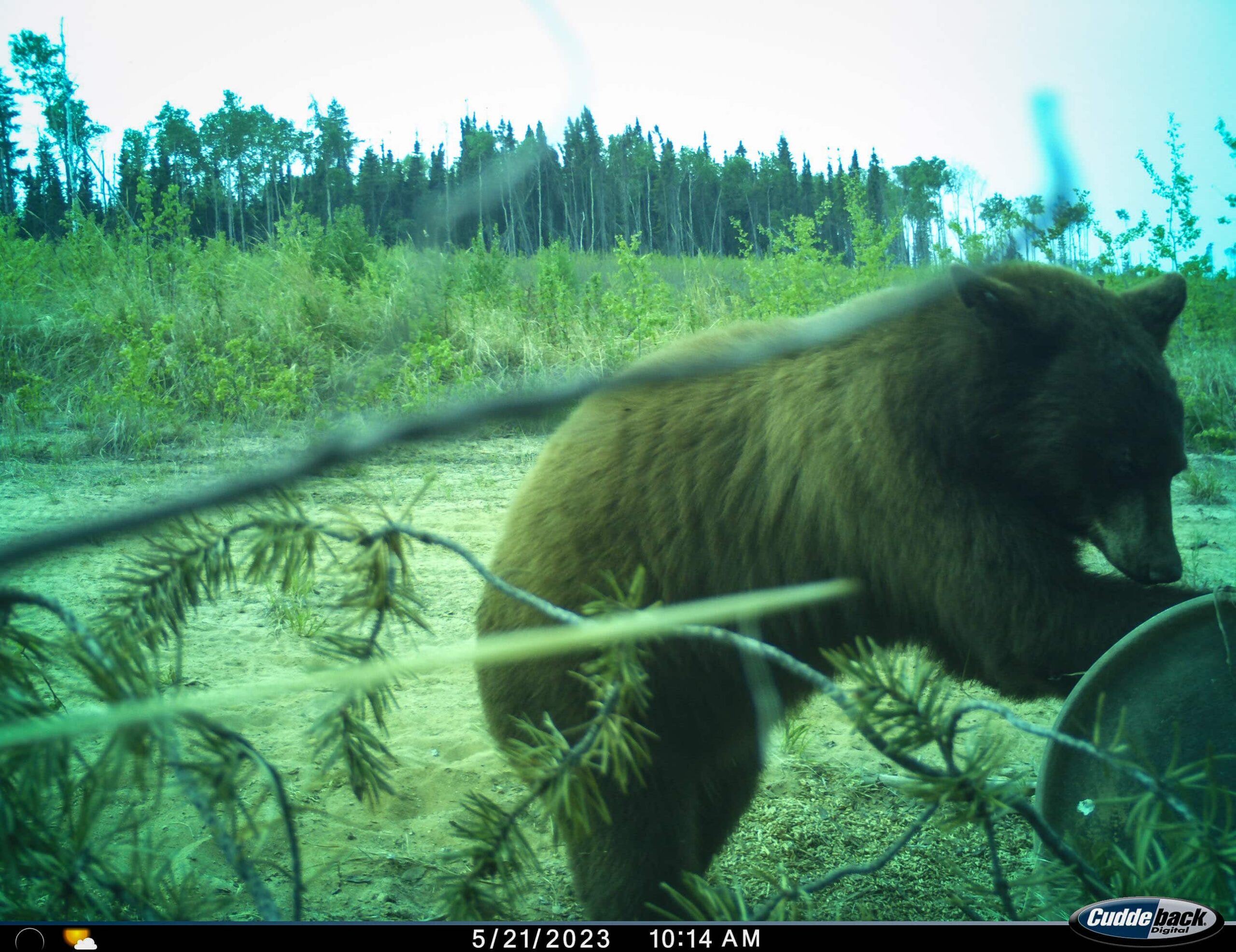 Saskatchewan Bear Trail Cam Photos | Safaris North Bear Scouting