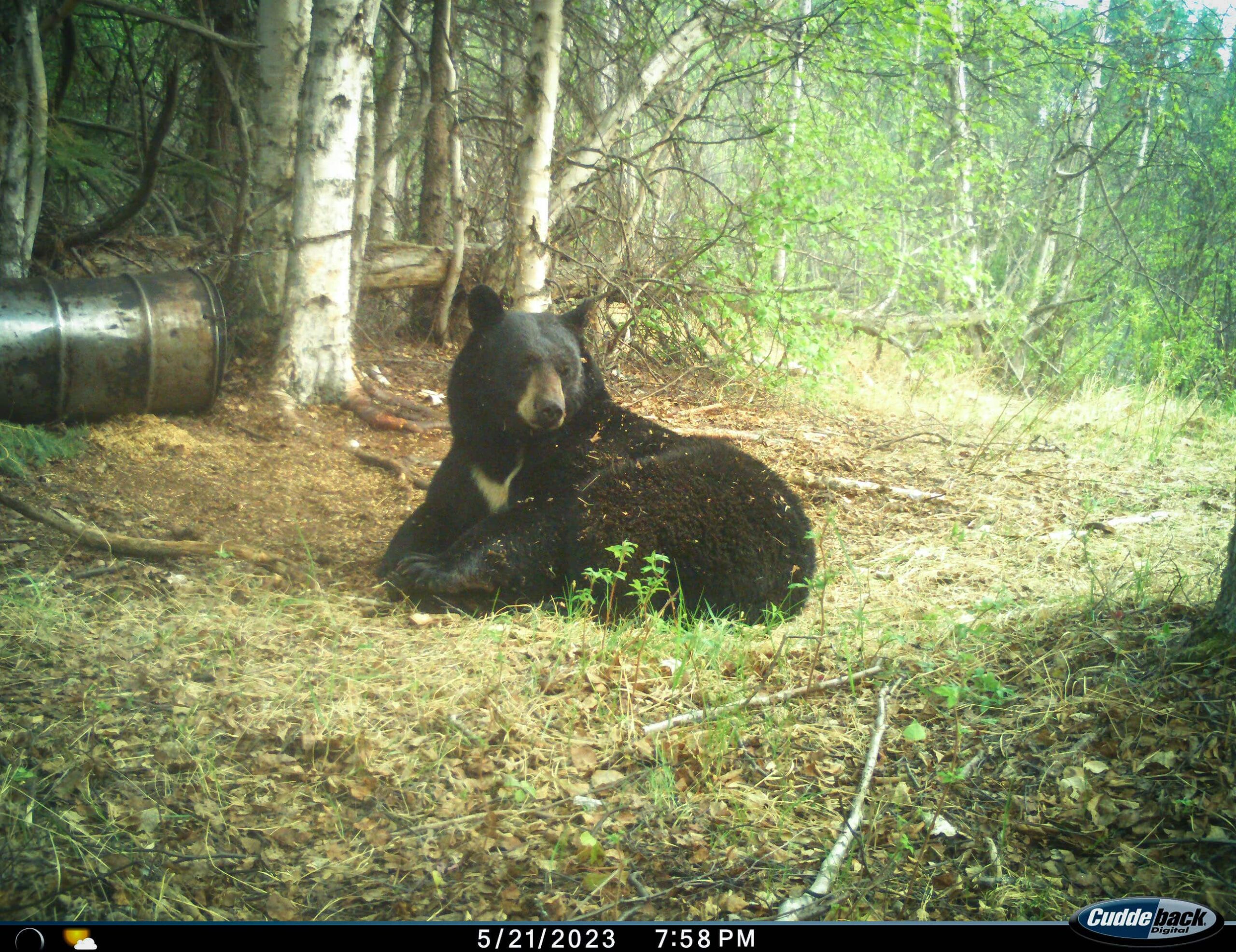 Saskatchewan Bear Trail Cam Photos | Safaris North Bear Scouting