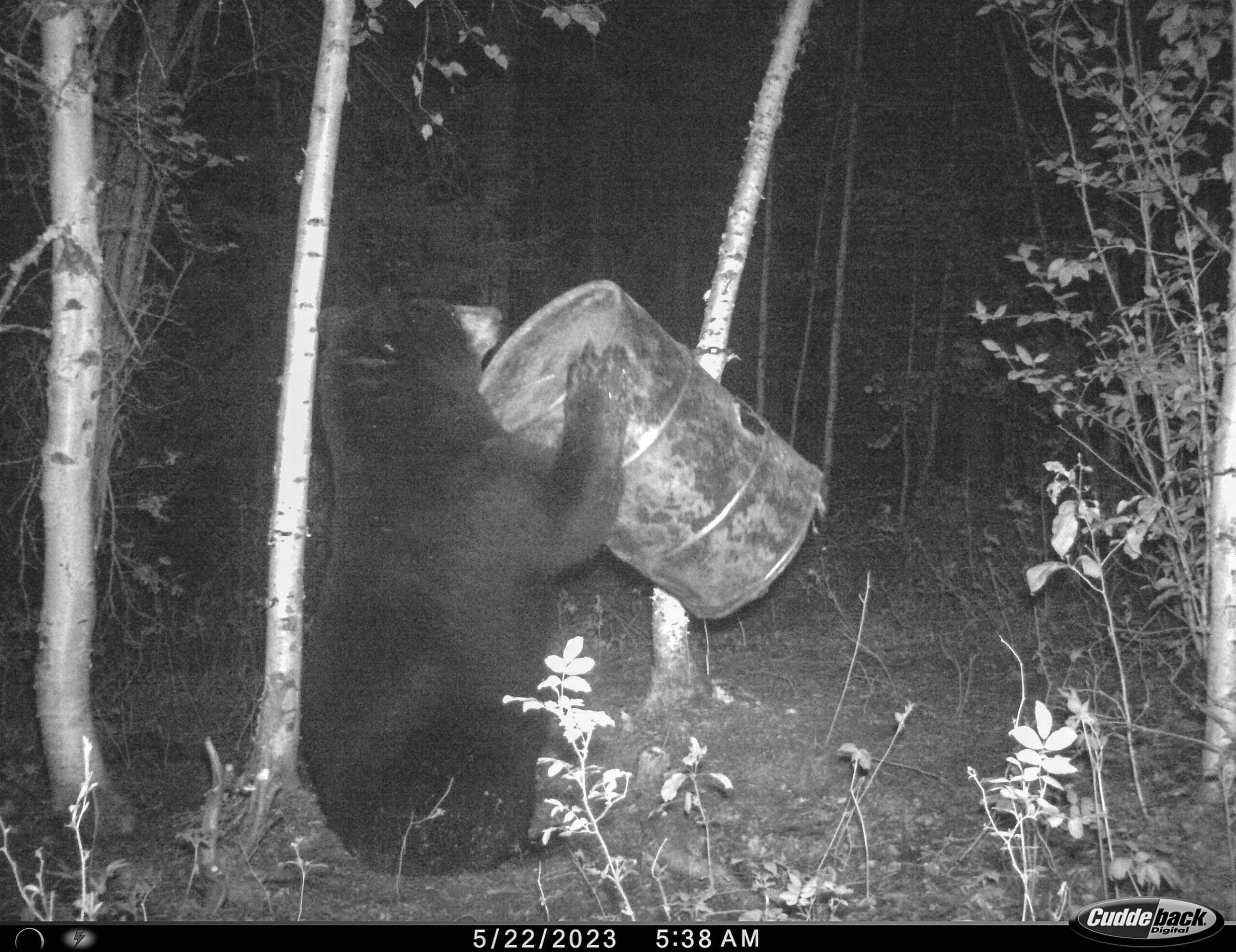 Saskatchewan Bear Trail Cam Photos | Safaris North Bear Scouting