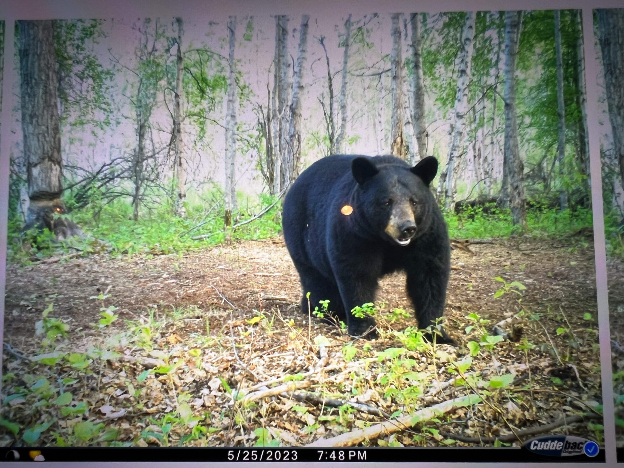 Saskatchewan Bear Trail Cam Photos | Safaris North Bear Scouting