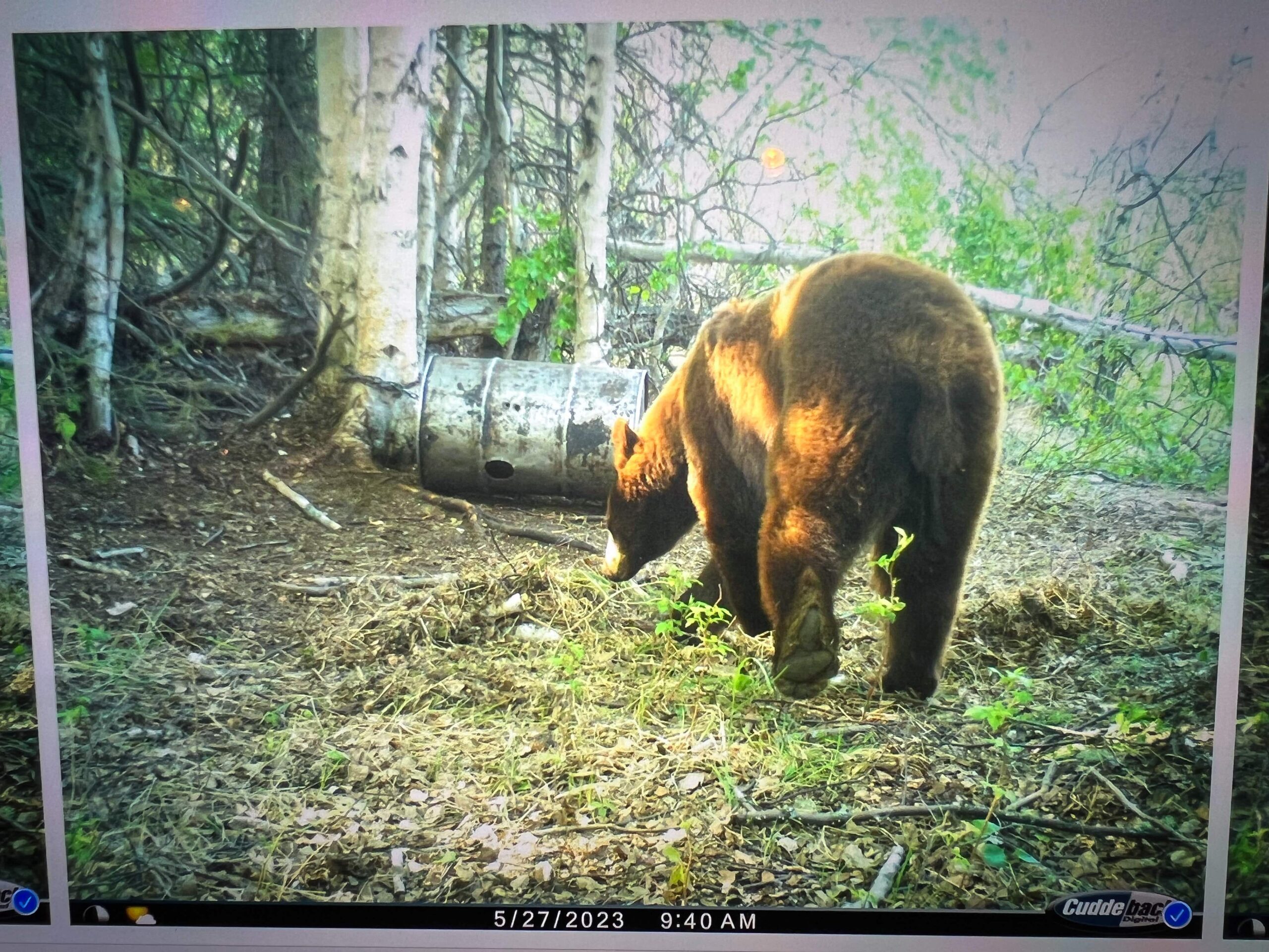 Saskatchewan Bear Trail Cam Photos | Safaris North Bear Scouting