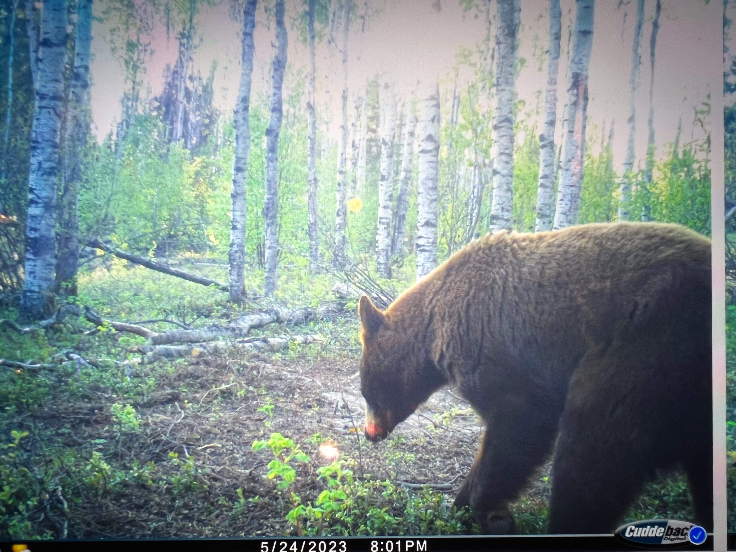 Saskatchewan Bear Trail Cam Photos | Safaris North Bear Scouting