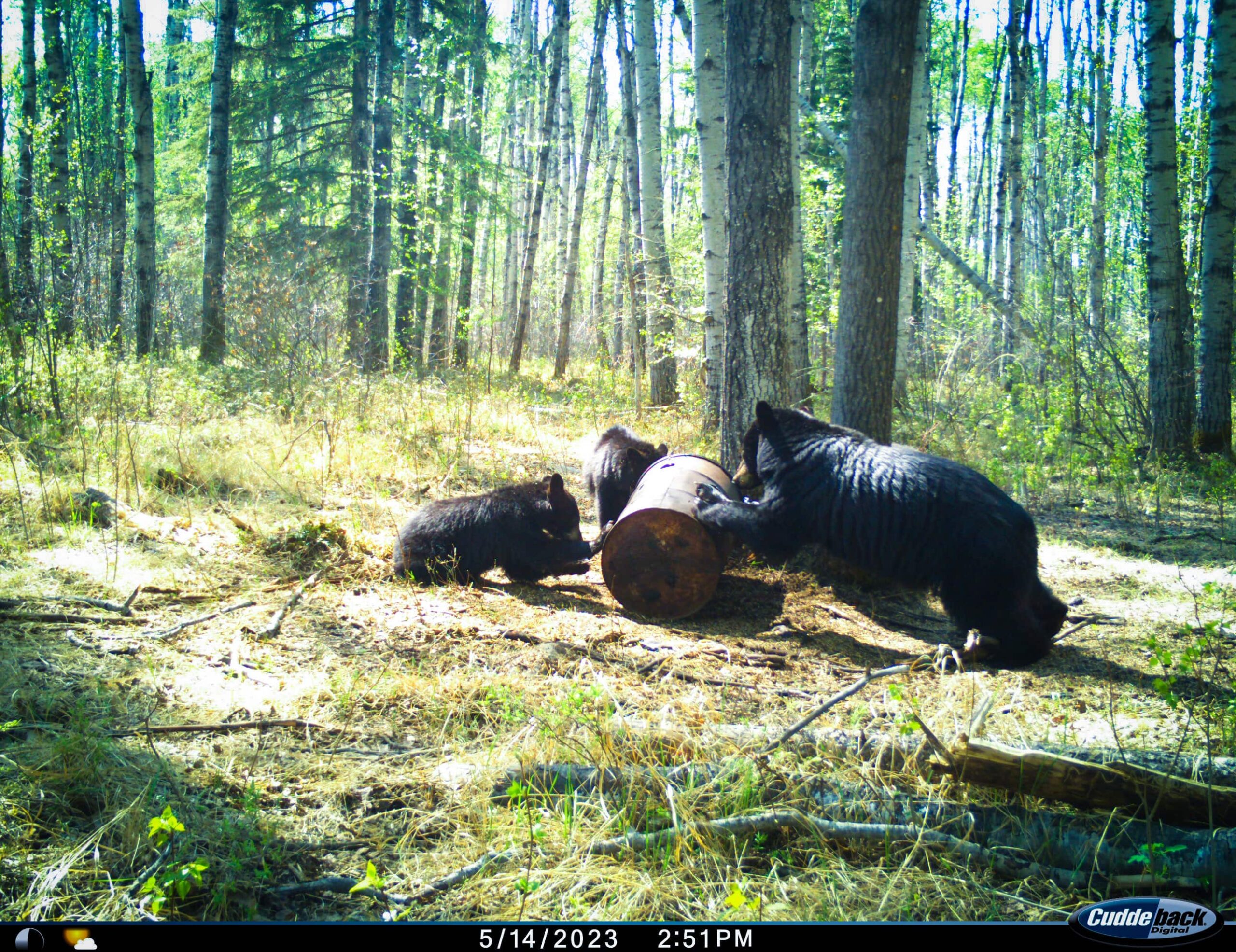 Saskatchewan Bear Trail Cam Photos | Safaris North Bear Scouting