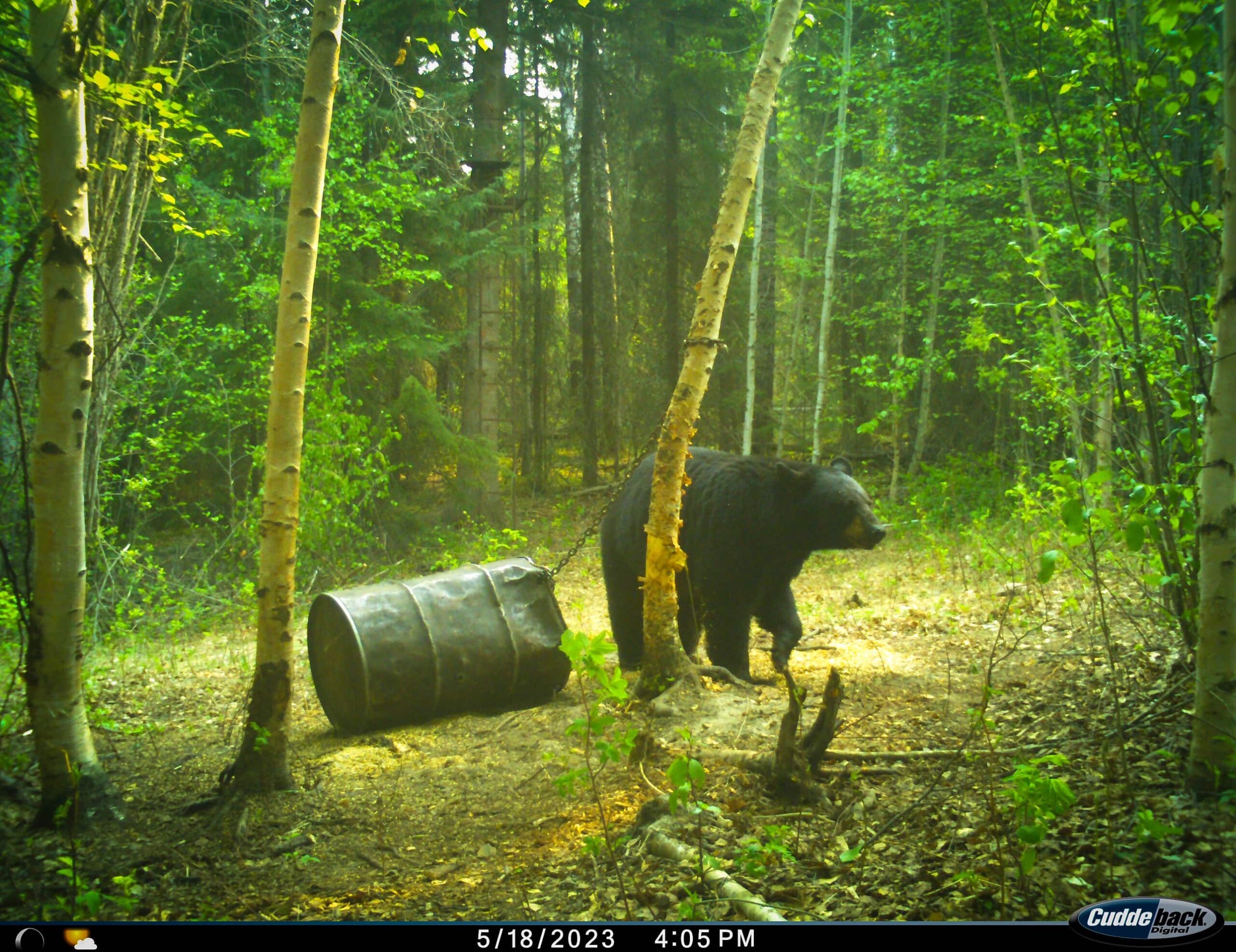 Saskatchewan Bear Trail Cam Photos | Safaris North Bear Scouting